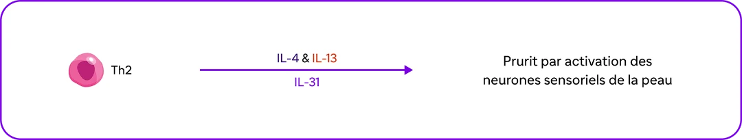 La physiopathologie de la dermatite atopique