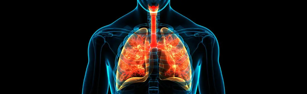 Inflammatory pathways in COPD impacting disease pathobiology and ...