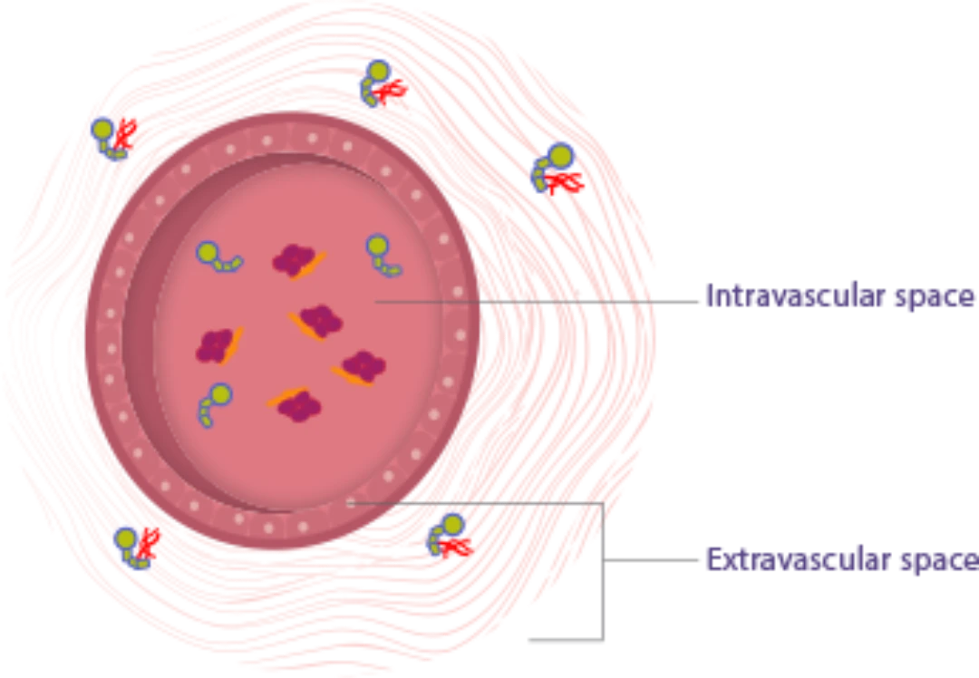 The behavior of factor IX in the body |ALPROLIX® Professional