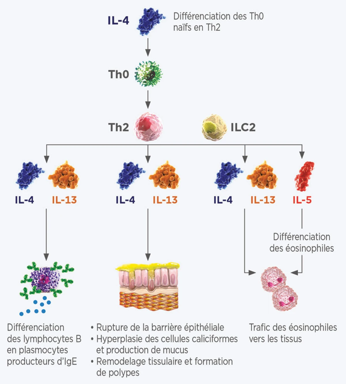 Polypose naso-sinusienne (PNS) et rôle de l’inflammation de type 2