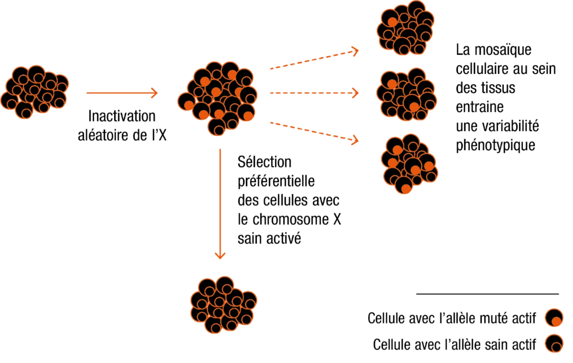 Une maladie liée à l’X : Le cas des femmes Fabry