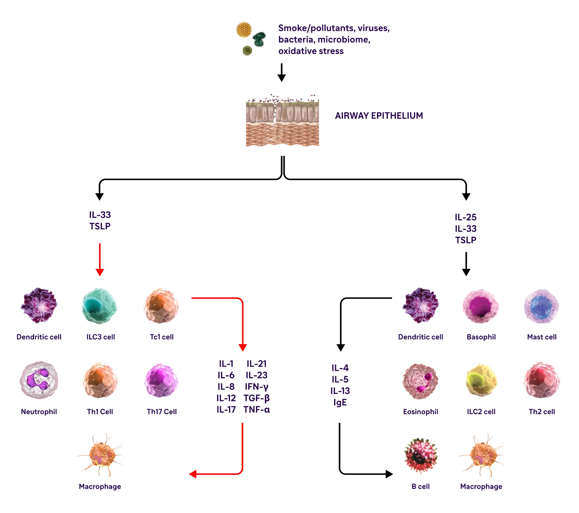Role of type 2 inflammation in COPD | Campus Sanofi