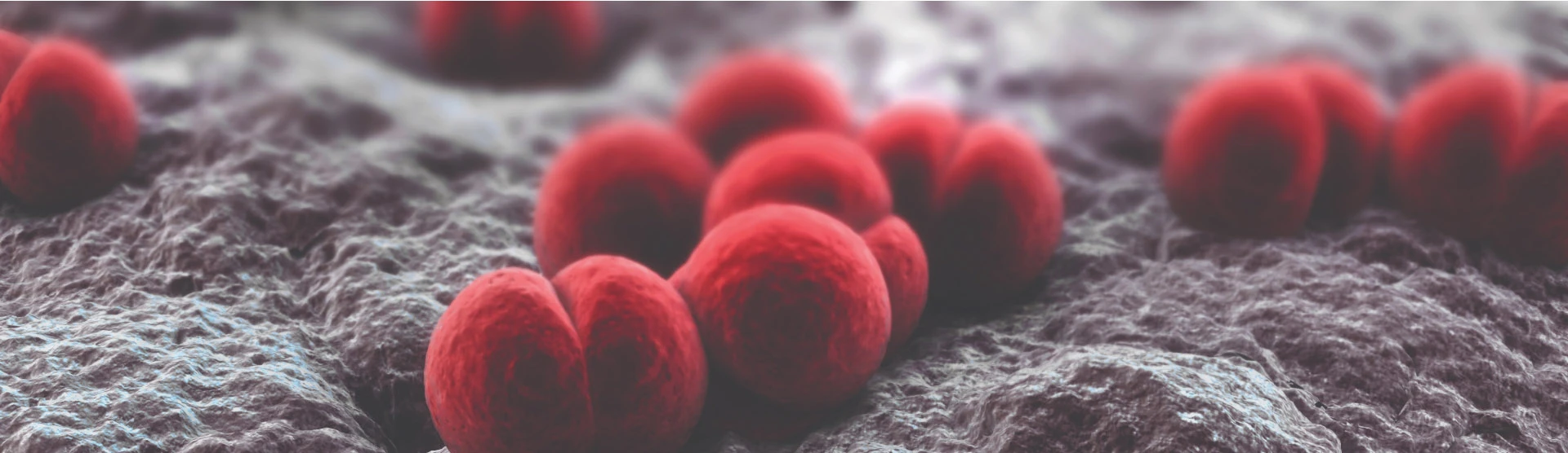 Meningococcal (Group A,C,W,Y) Conjugate Vaccine