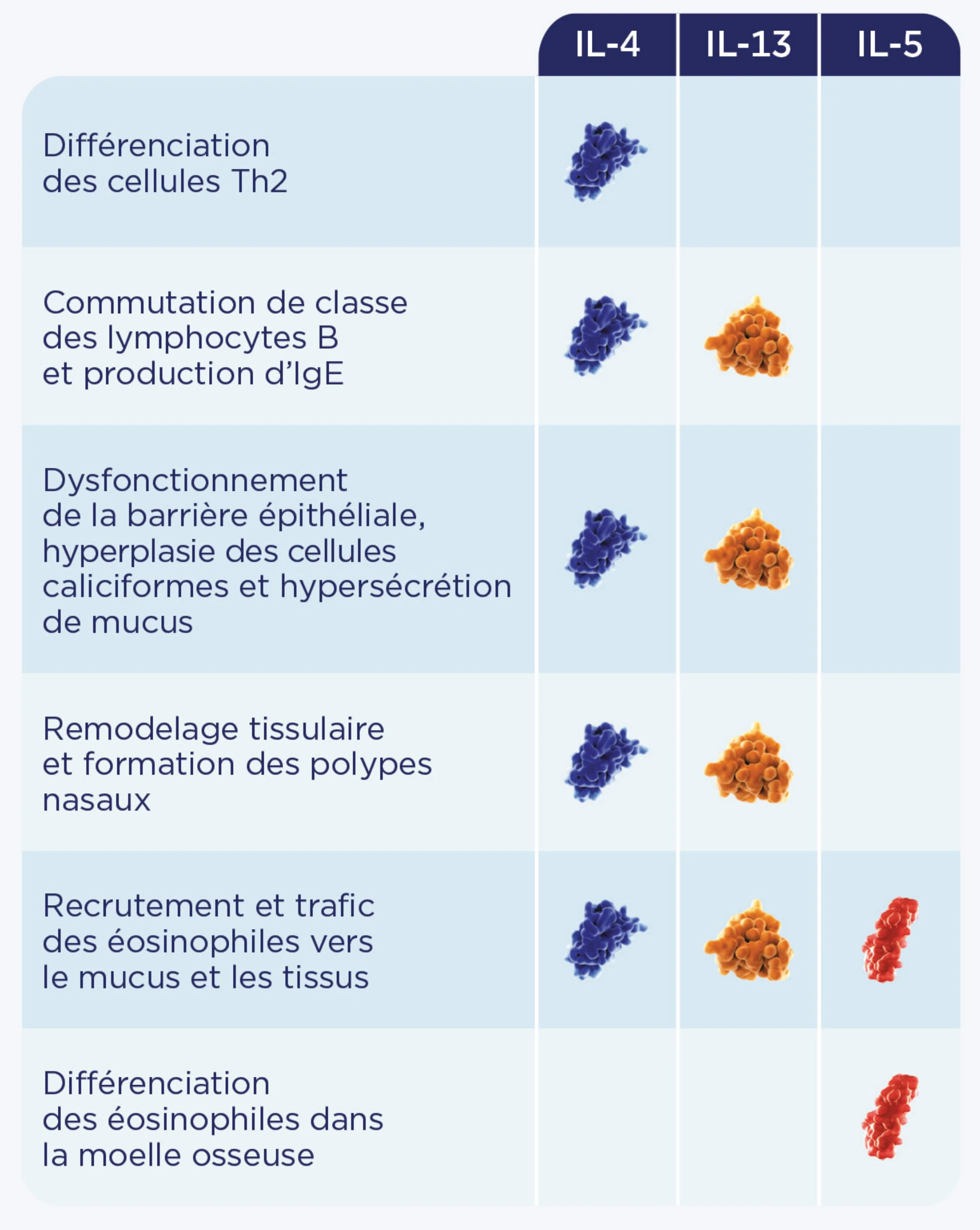 Polypose naso-sinusienne (PNS) et rôle de l’inflammation de type 2
