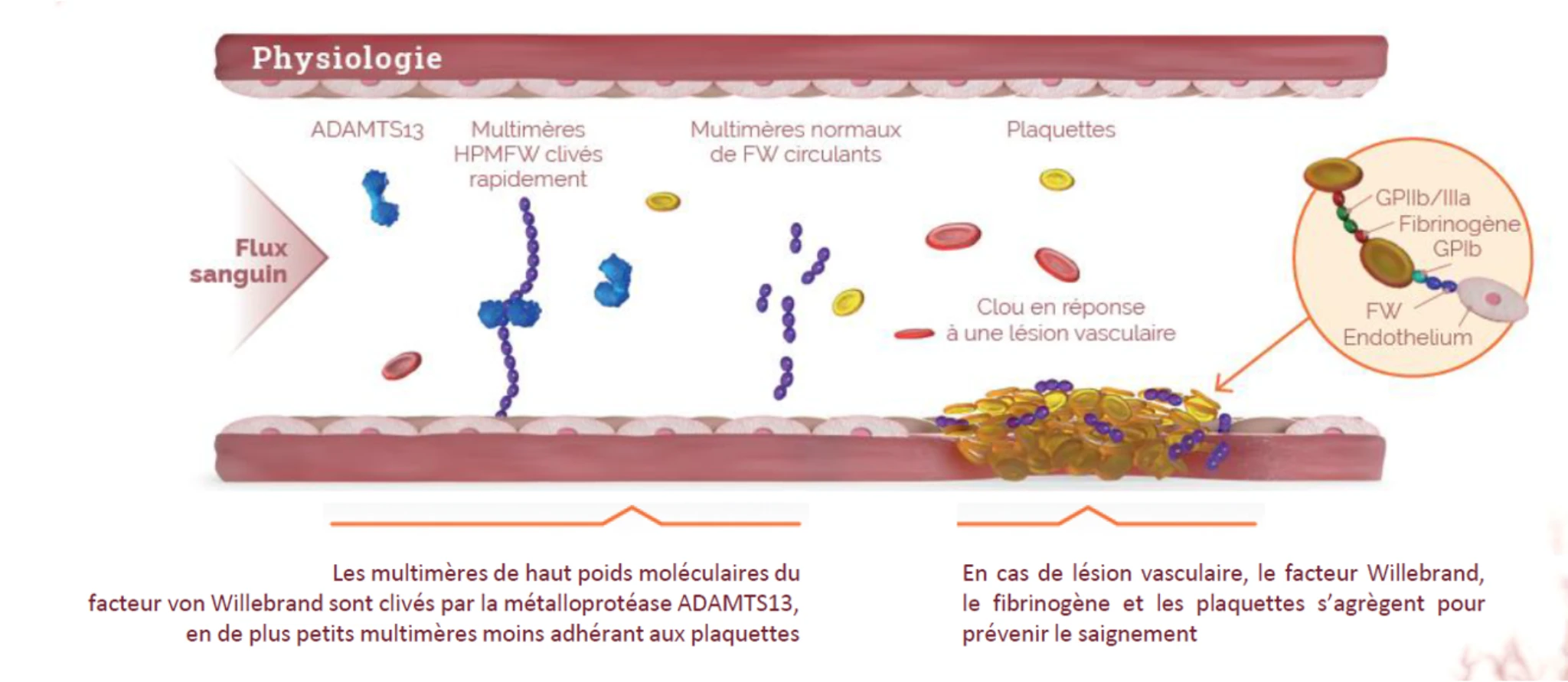 Microangiopathie Thrombotique – Physiopathologie du PTT