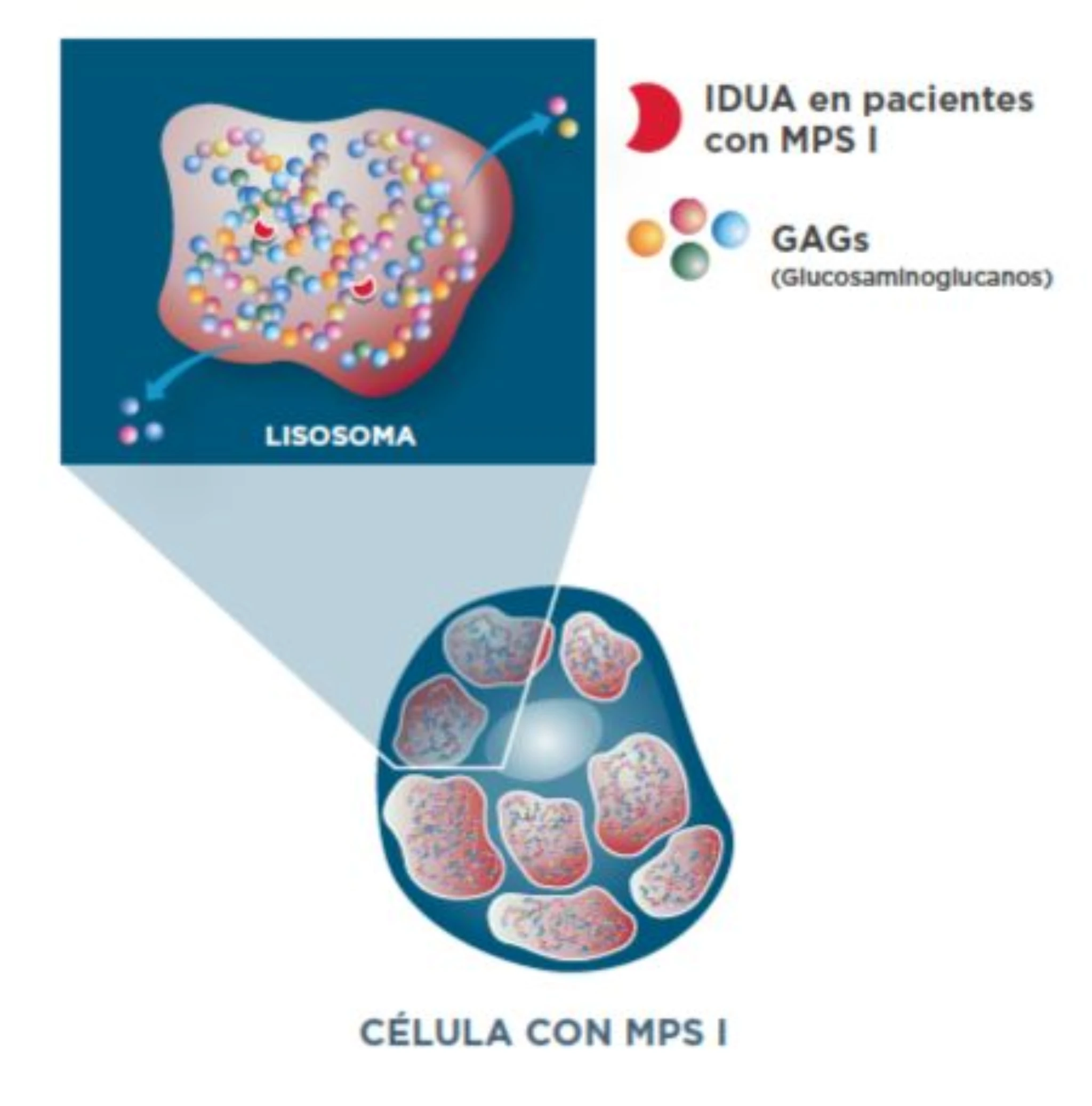 Síntomas agrupados que podrían indicar una MPS I oculta