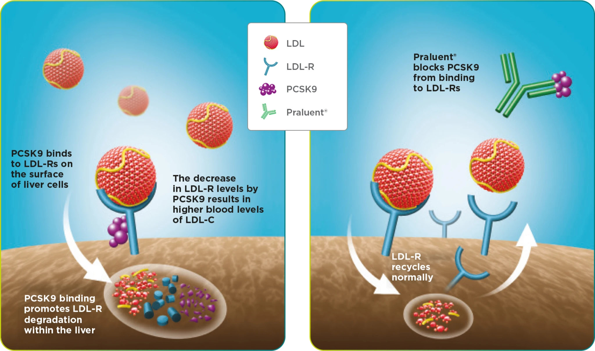 Mechanism of Action | Praluent® alirocumab