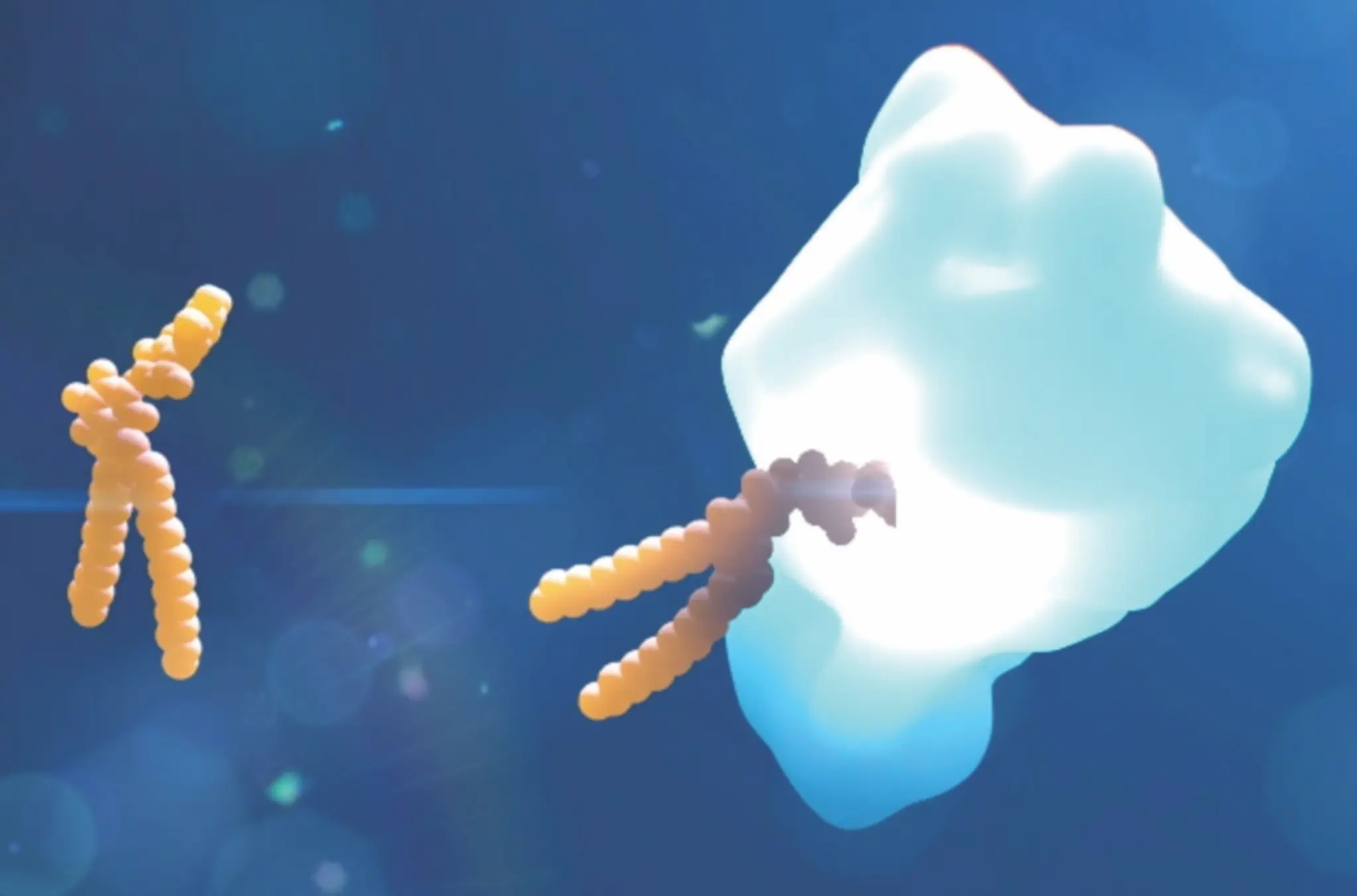 Fabrazyme® (agalsidase beta)