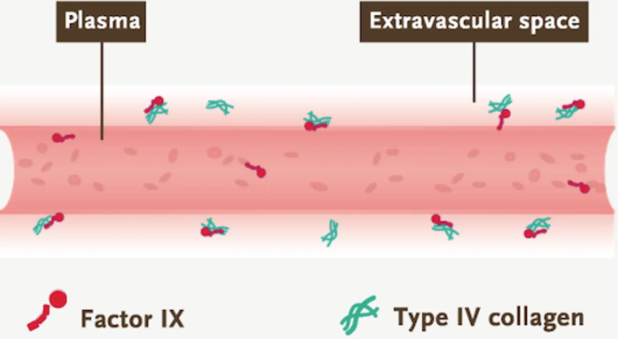 It’s time to look at the bigger picture in hemophilia B | HCP Site