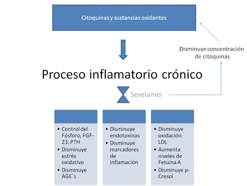 Inflamación y Enfermedad Renal Crónica: un círculo vicioso