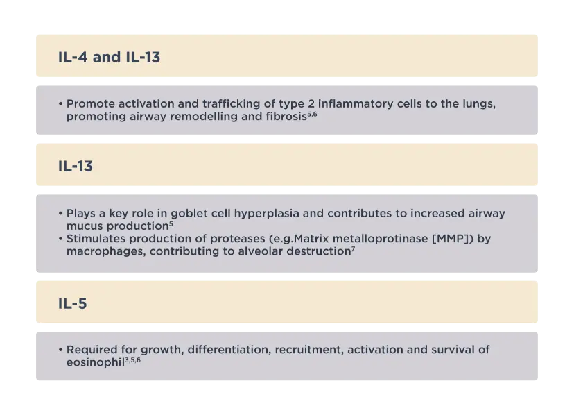 Inflammatory pathways in COPD impacting disease pathobiology and ...